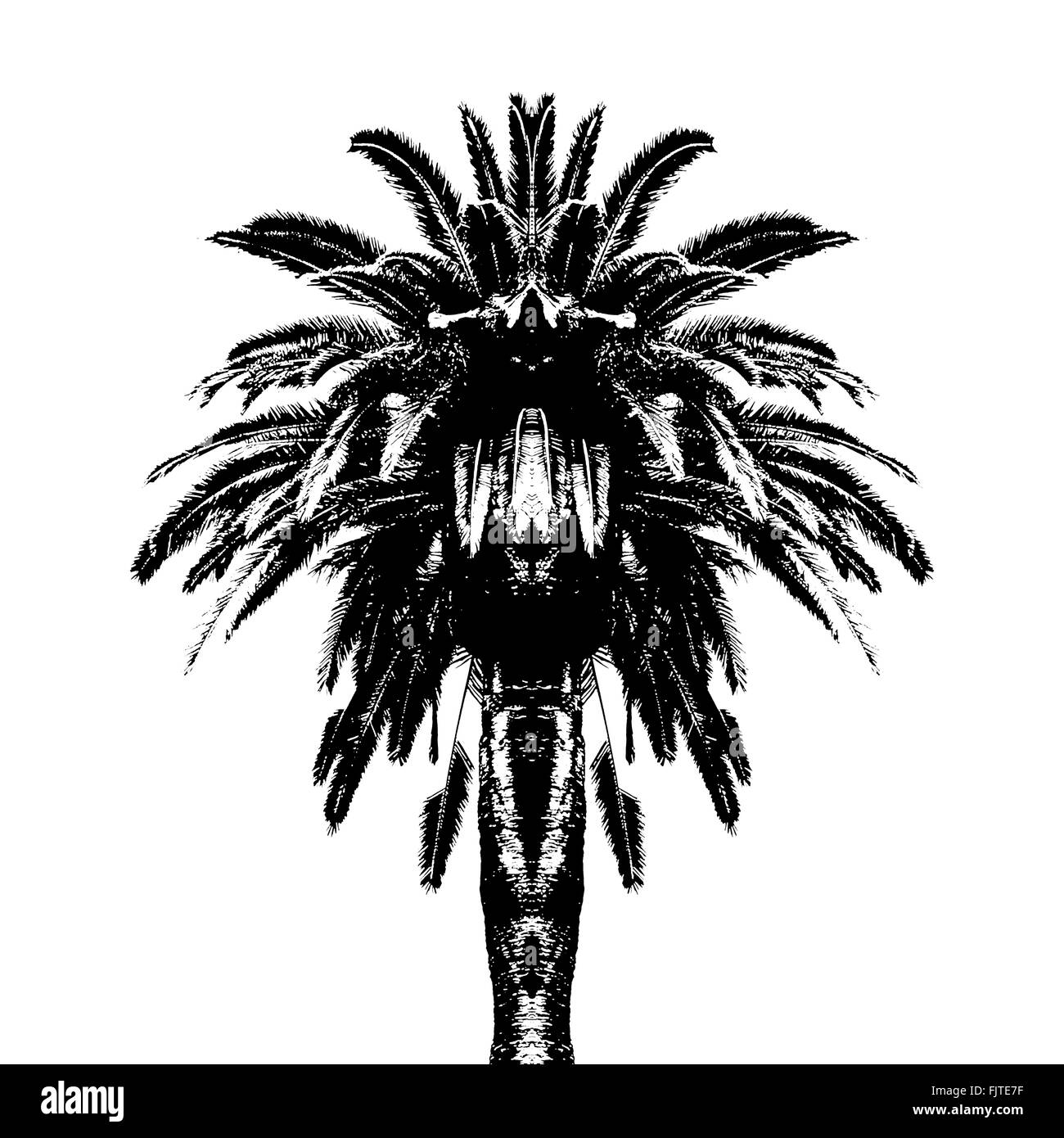 Symetrical Palm Tree Stock Photo - Alamy