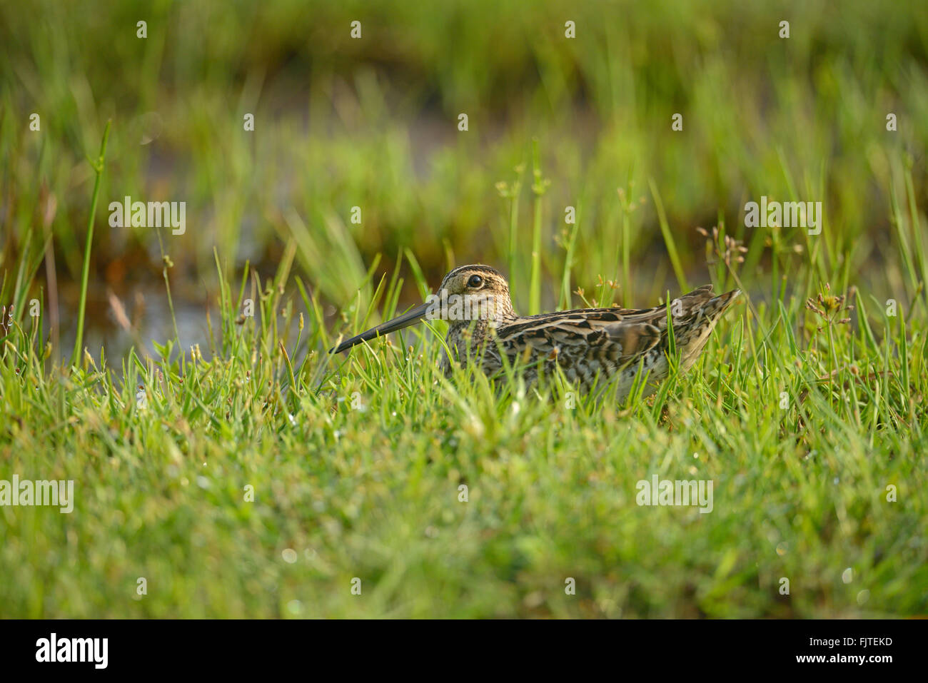 Pin-tailed snipe or pintail snipe (Gallinago stenura), a wading bird ...