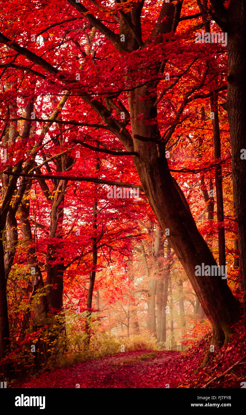 Red is in the trees hi-res stock photography and images - Alamy