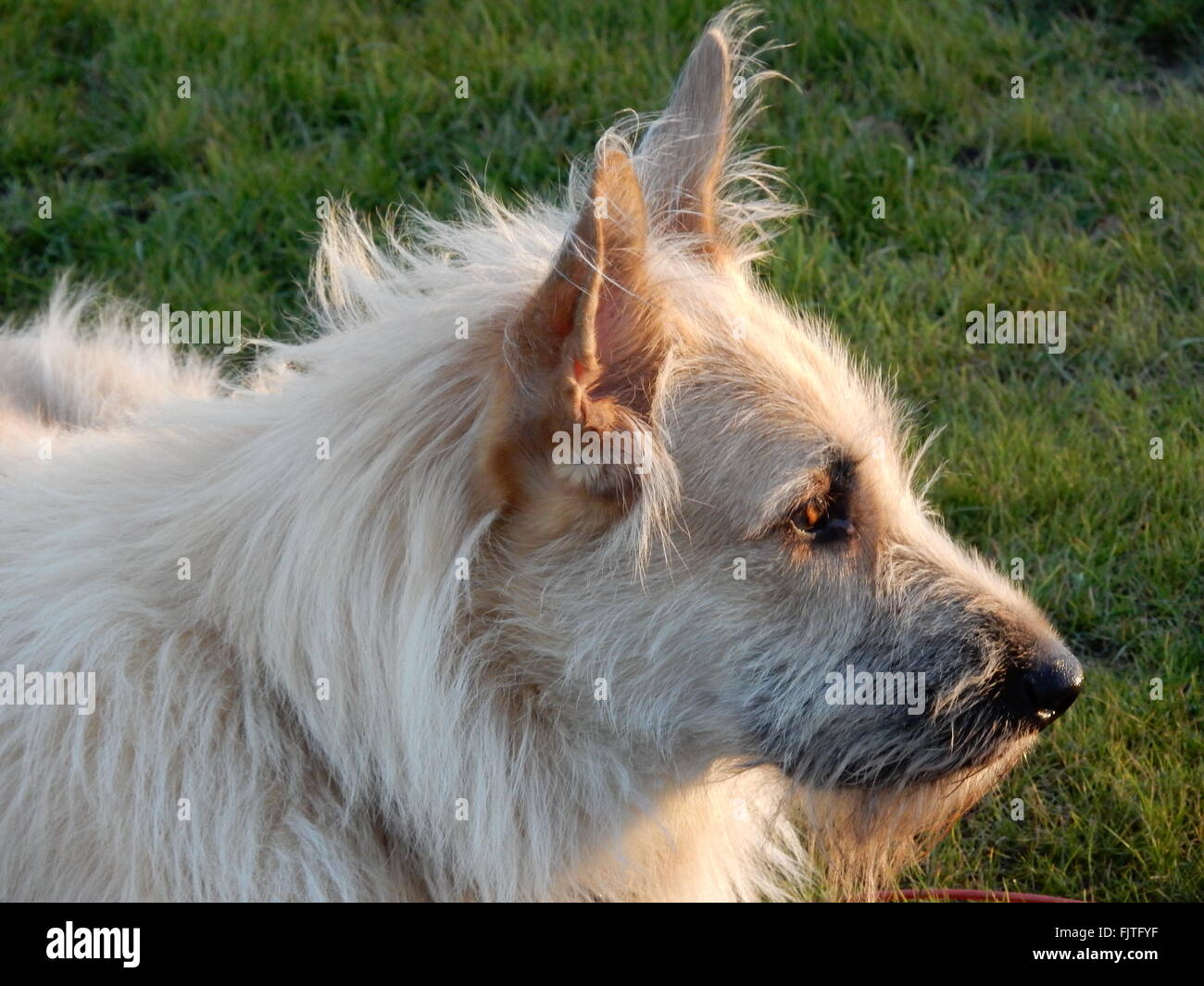 Irish Wolfhound And Man High Resolution Stock Photography and Images ...