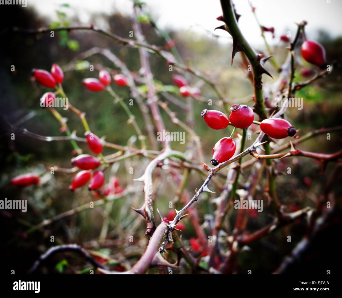 Rose Hips Growing On Tree Stock Photo - Alamy