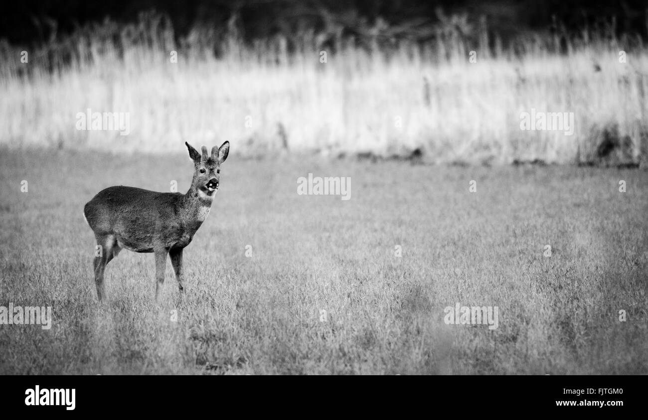 Roe deer scotland hi-res stock photography and images - Alamy