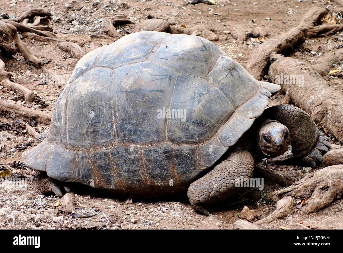A brown turtle in Zanzibar, Tanzania Stock Photo - Alamy