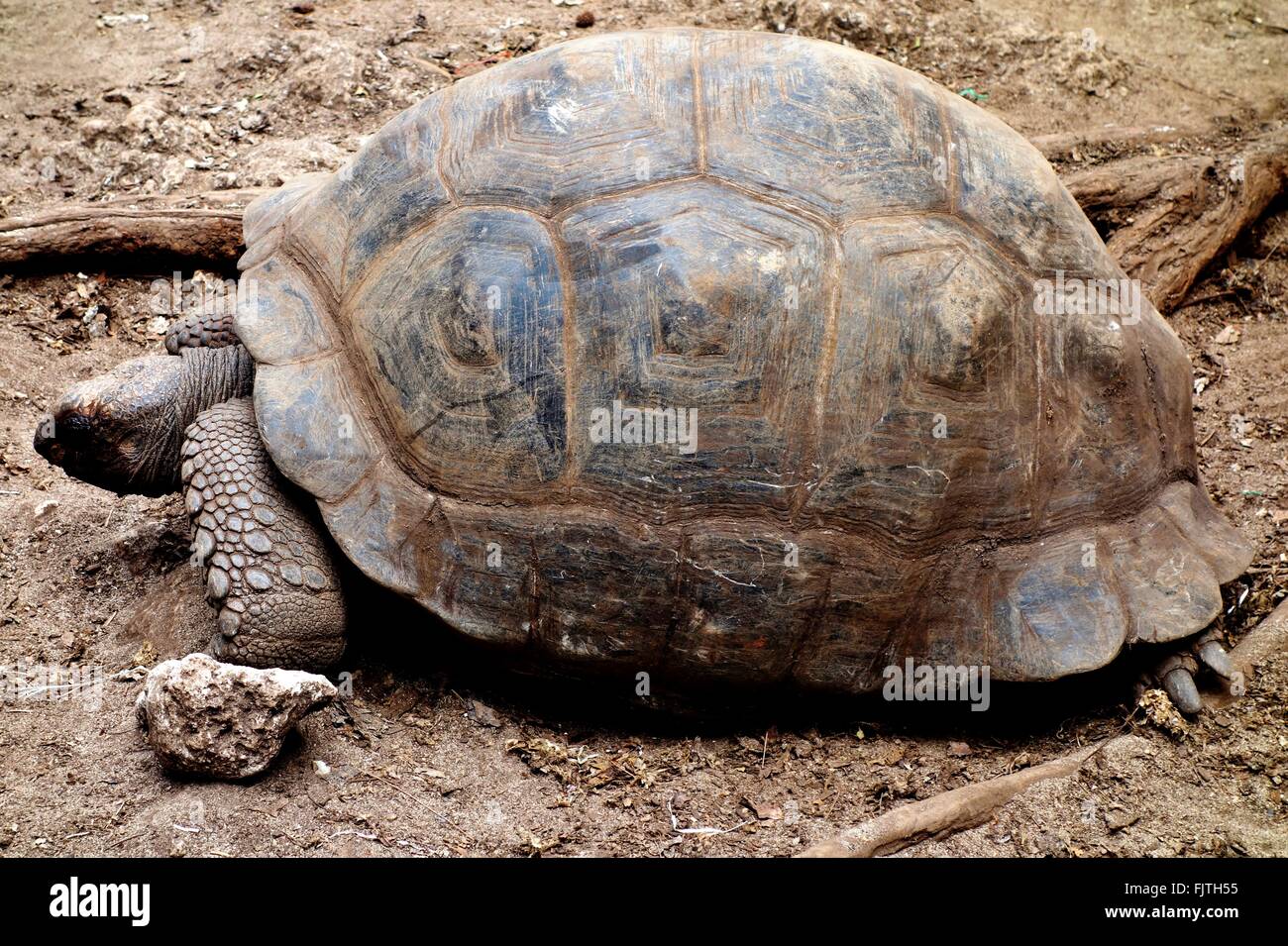 A brown turtle in Zanzibar, Tanzania Stock Photo - Alamy
