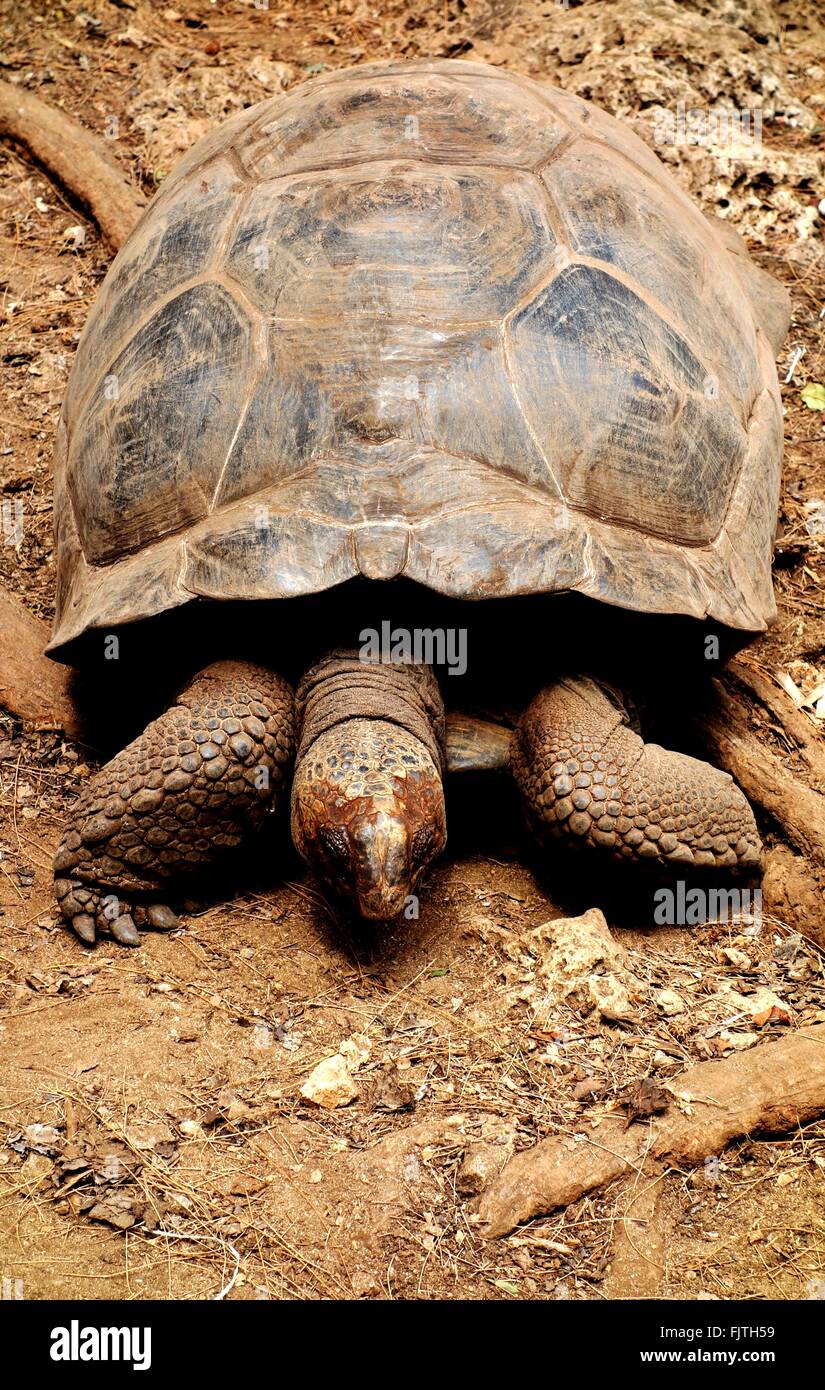 A brown turtle in Zanzibar, Tanzania Stock Photo - Alamy
