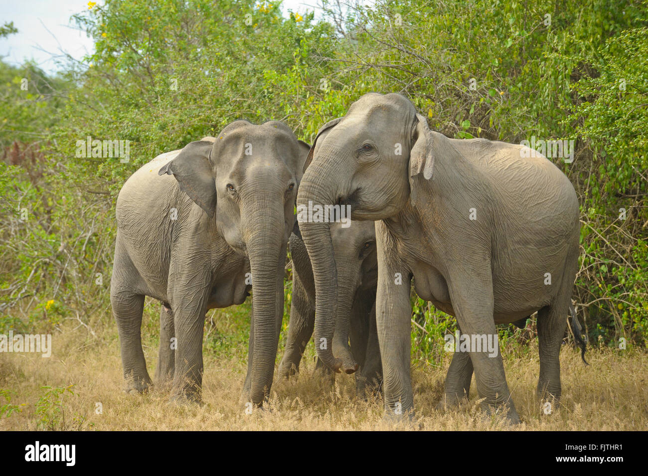 An aggressive herd of Wild elephants (Elephas maximus maximus) in Yala ...