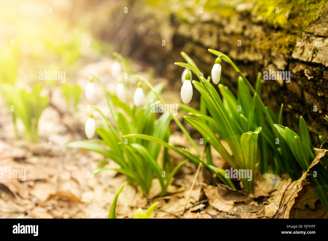 snowdrop in spring with sunlight in the upper left corner Stock Photo ...