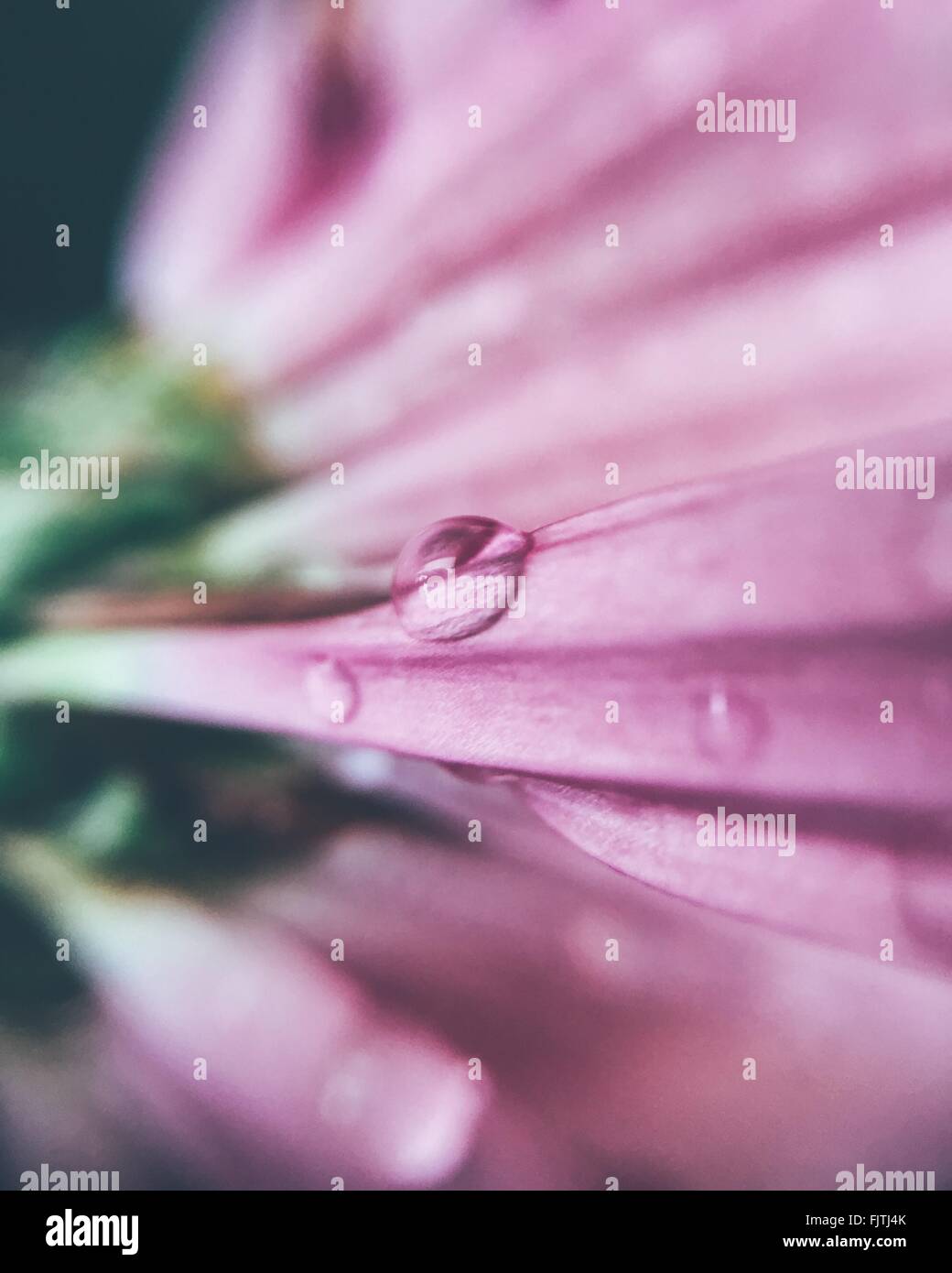Full Flower High Resolution Stock Photography and Images - Alamy