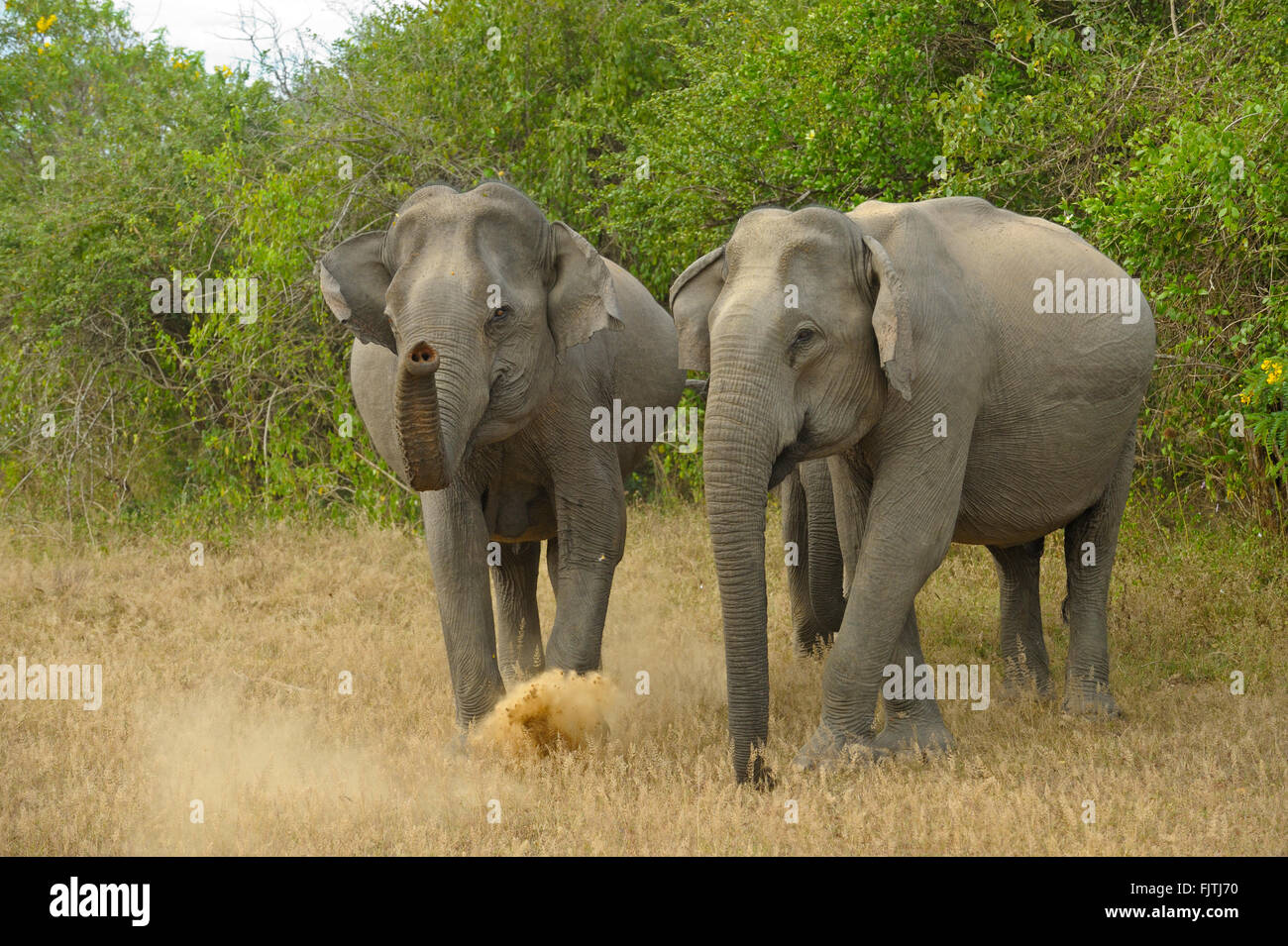 An aggressive herd of Wild elephants (Elephas maximus maximus) in Yala ...