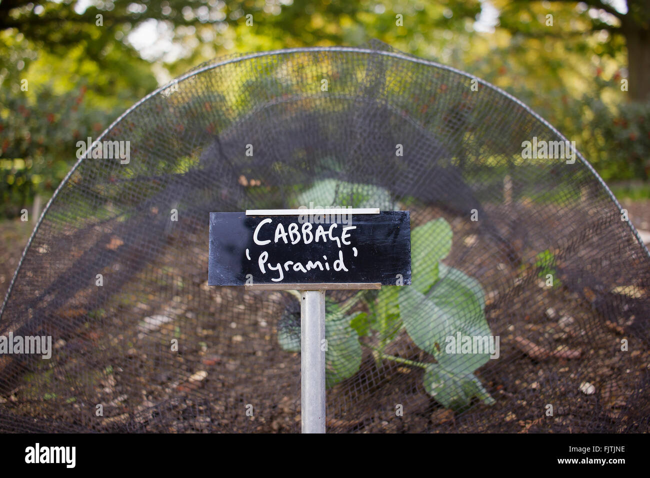 Cabbage growing under net tunnel for protection in home vegetable ...
