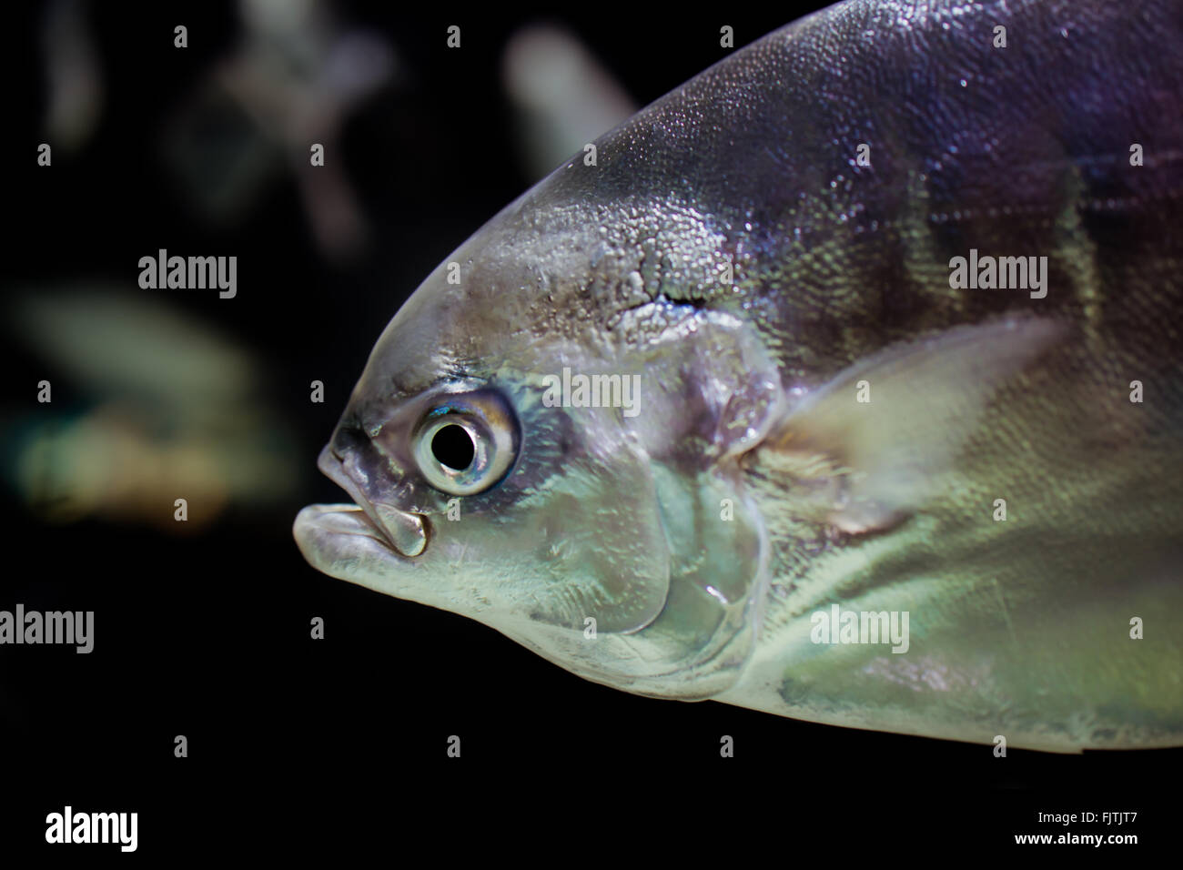 Close-Up Side View Of Fish Underwater Stock Photo - Alamy