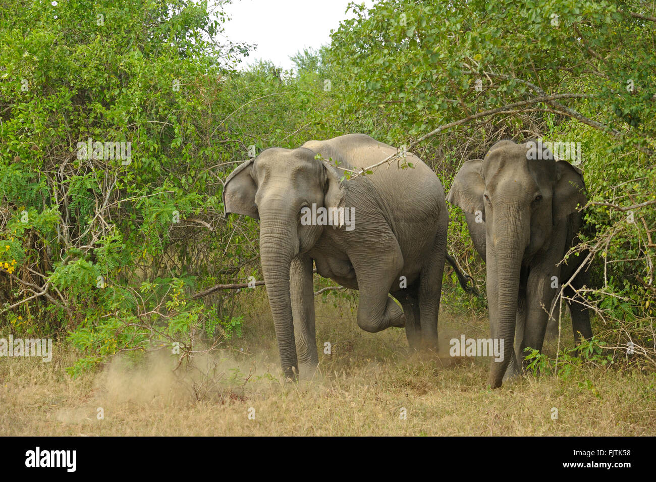 An aggressive herd of Wild elephants (Elephas maximus maximus) in Yala ...