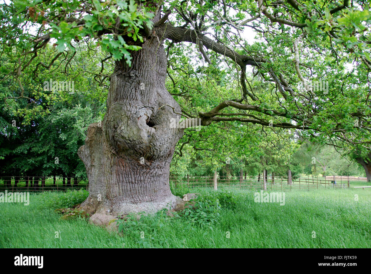 large oak tree, Oxford United Kingdom Stock Photo - Alamy