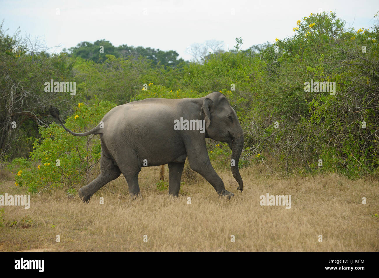Elephants running hi-res stock photography and images - Alamy