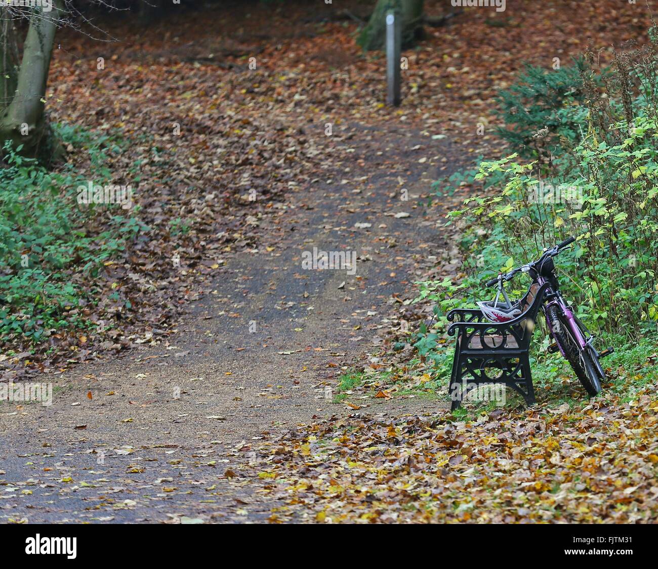 Empty bench along pathway day hi-res stock photography and images - Alamy