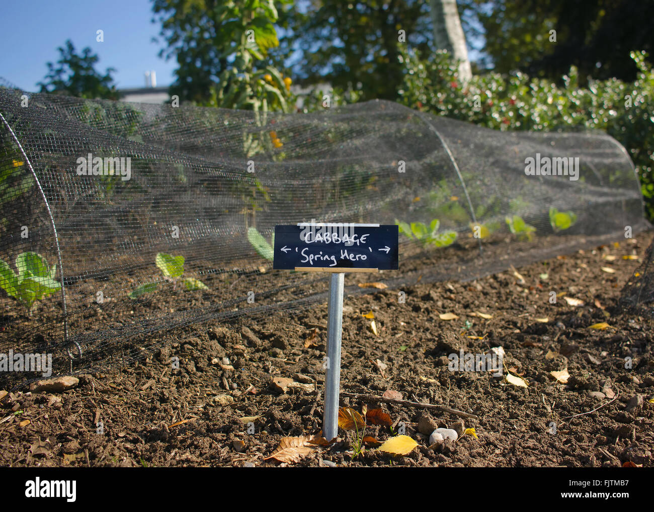 Cabbage growing under net tunnel for protection in home vegetable ...
