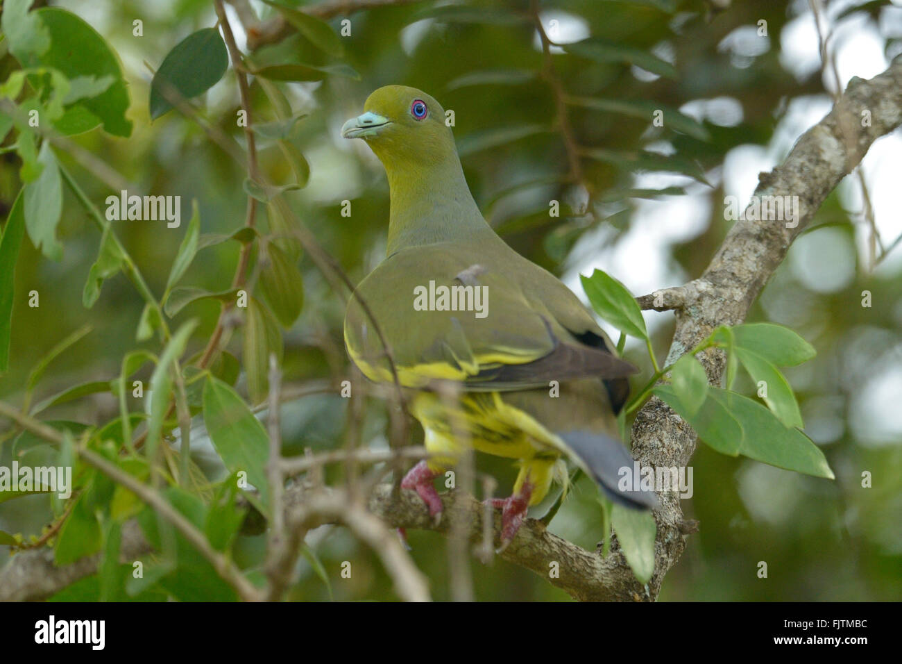 Sri lanka green-pigeon (Treron pompadora) on a tree in Wilpattu ...