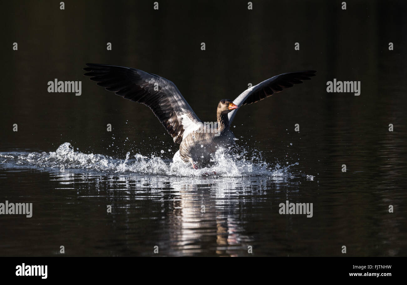 Adult Canada goose landing onto a lake Stock Photo - Alamy