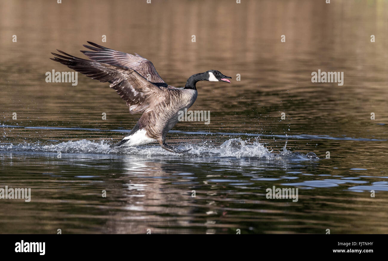 Canada geese landing branta hi-res stock photography and images - Alamy