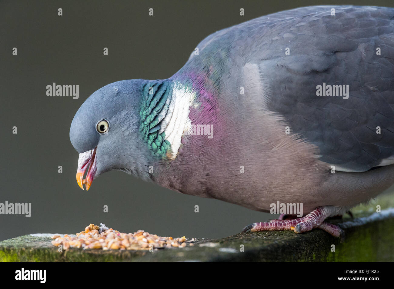 Bird picking up seeds hi-res stock photography and images - Alamy