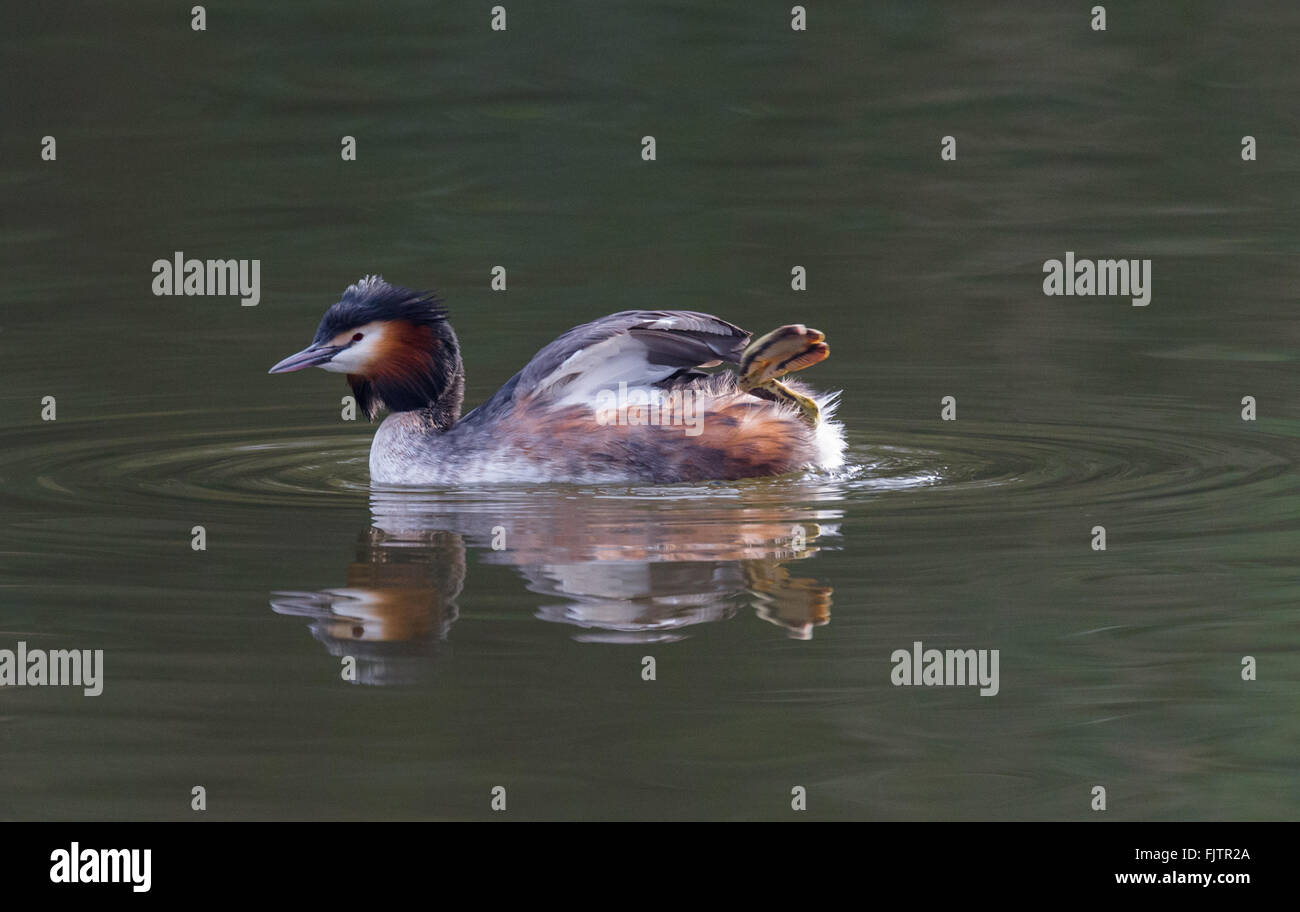 Stretching webbed foot hi-res stock photography and images - Alamy