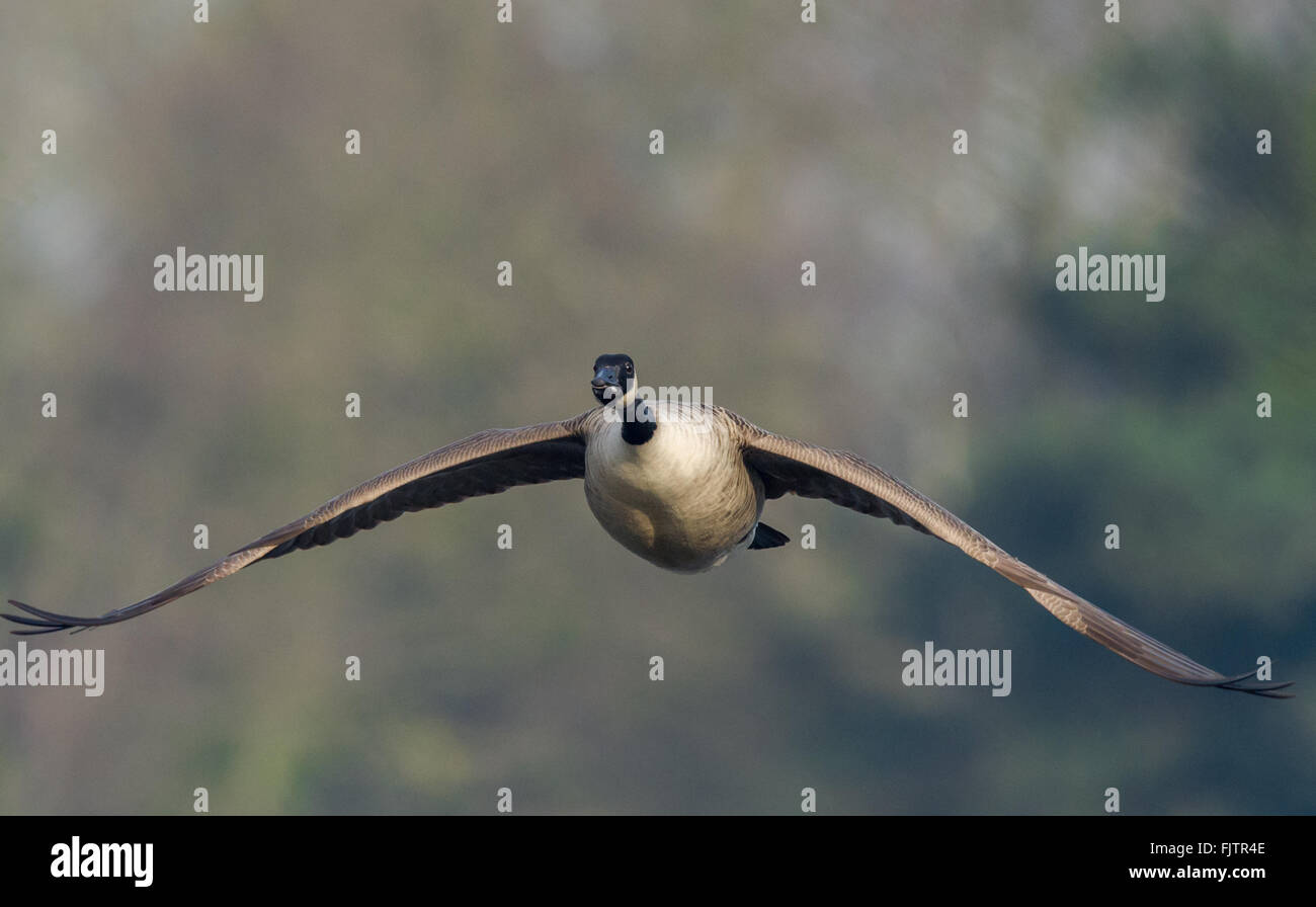 Flying Towards Camera Stock Photos & Flying Towards Camera Stock Images ...