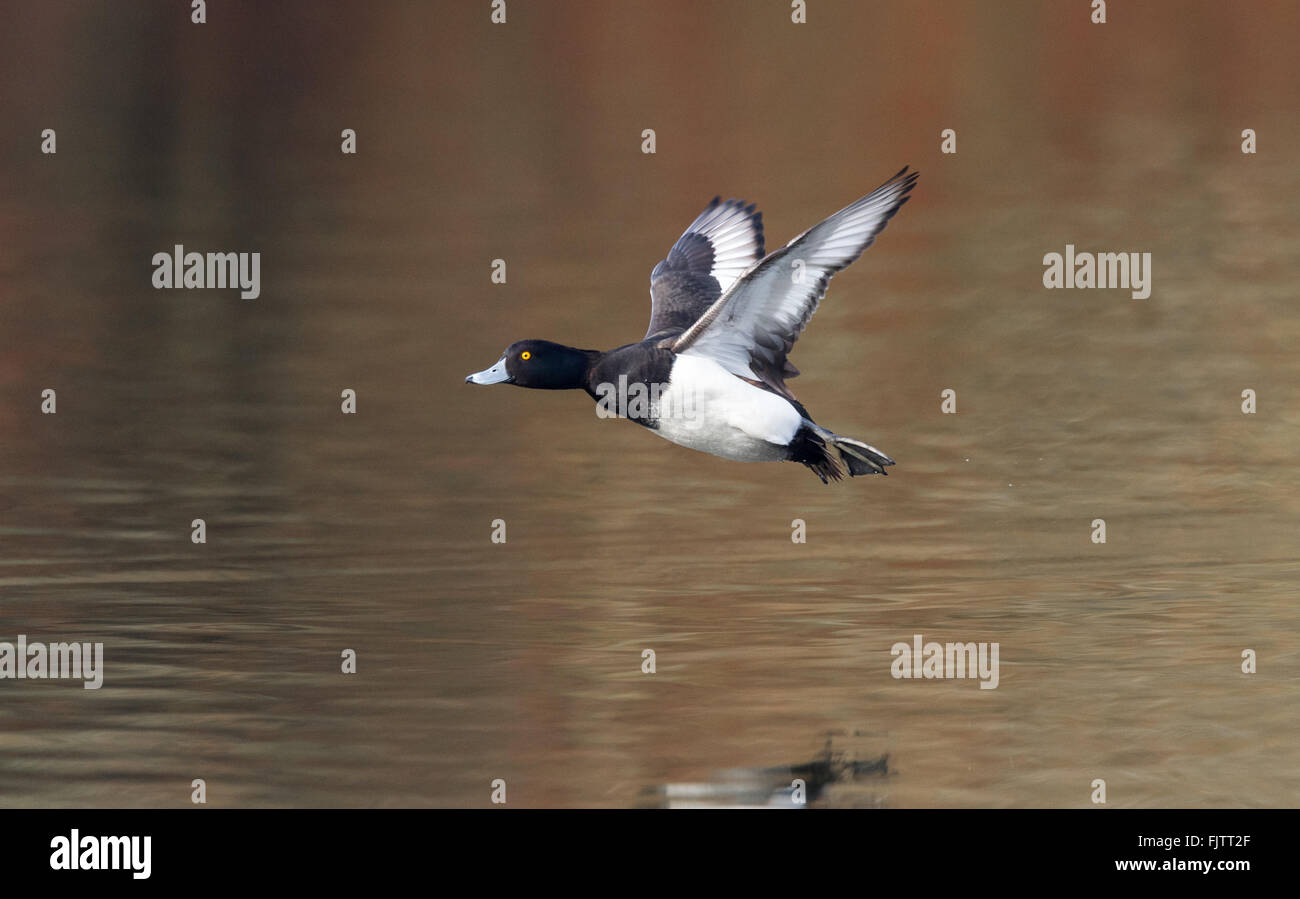 Male Tufted duck flying over a lake Stock Photo - Alamy