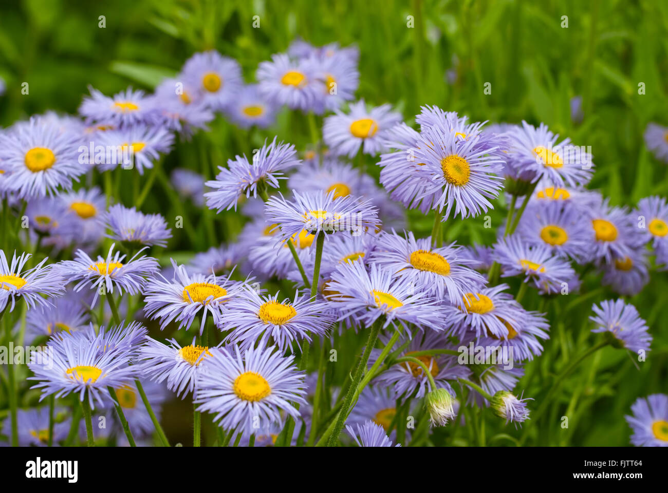 Daisy Fleabane. Lavender-blue Erigeron flowers in botanical garden ...