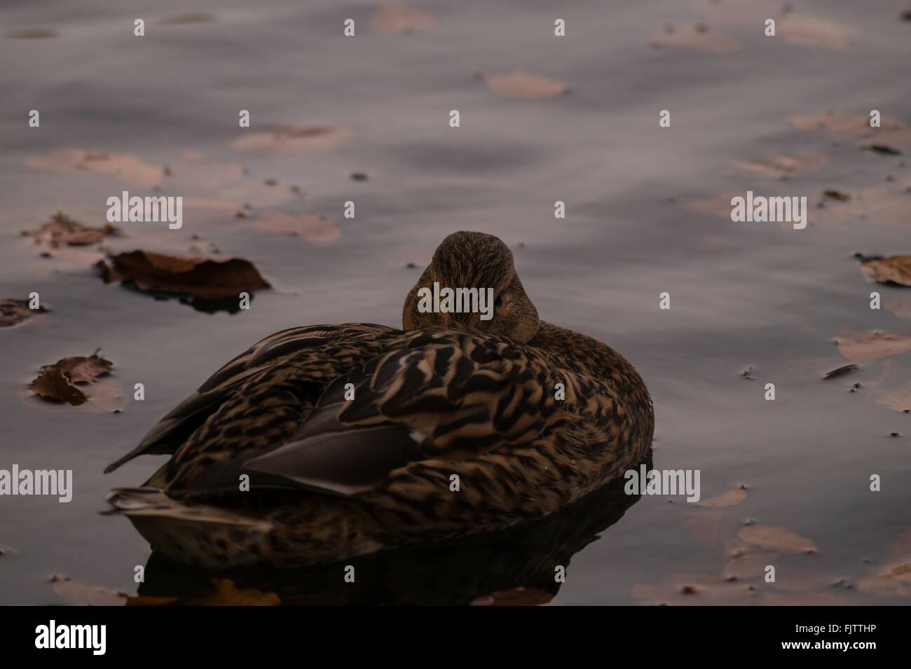 Duck Swimming In Sea Stock Photo - Alamy