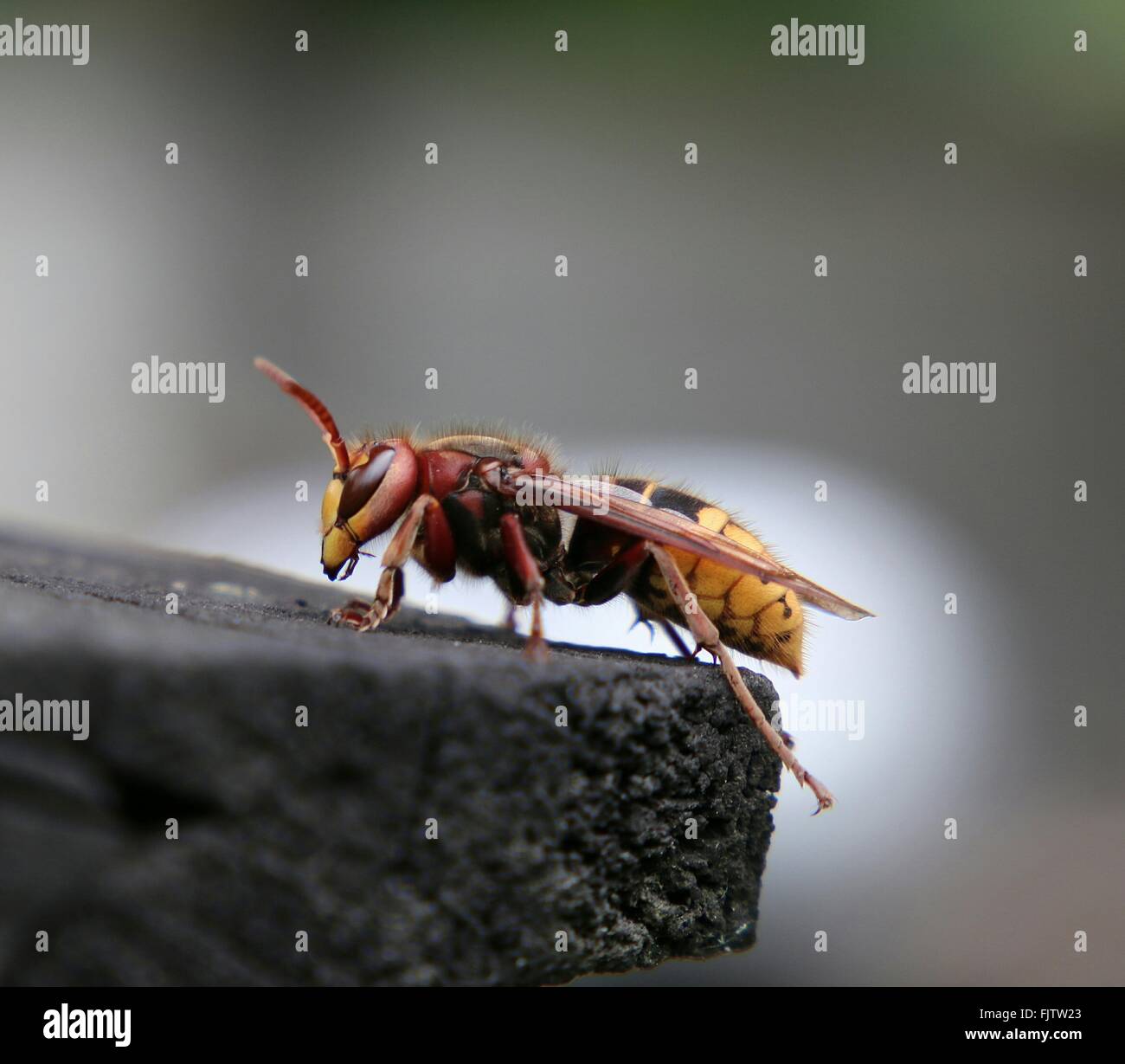 Hornet animal hi-res stock photography and images - Alamy
