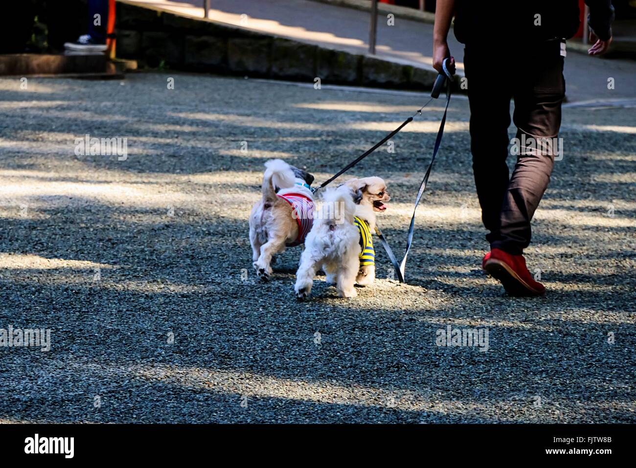 Dog owner walking dogs hi-res stock photography and images - Alamy