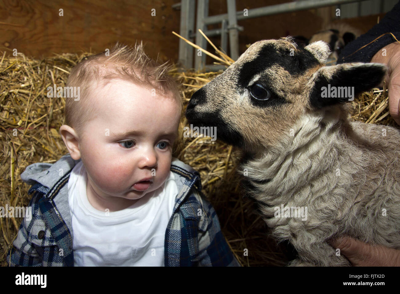 Wales, United Kingdom. March 1 2016. Rohan Morgan aged 7.5 months, son ...