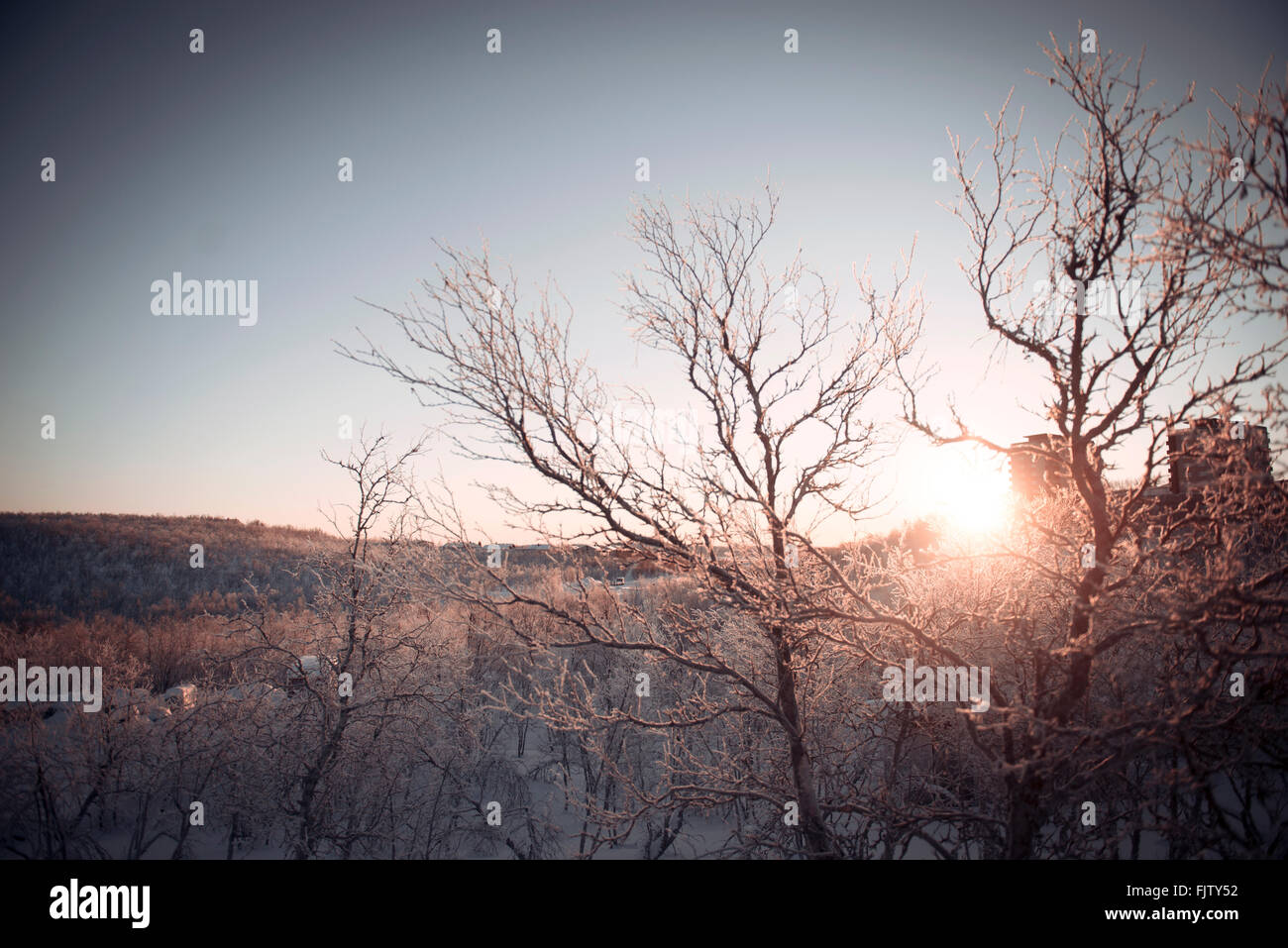 Sun going down tree winter hi-res stock photography and images - Alamy