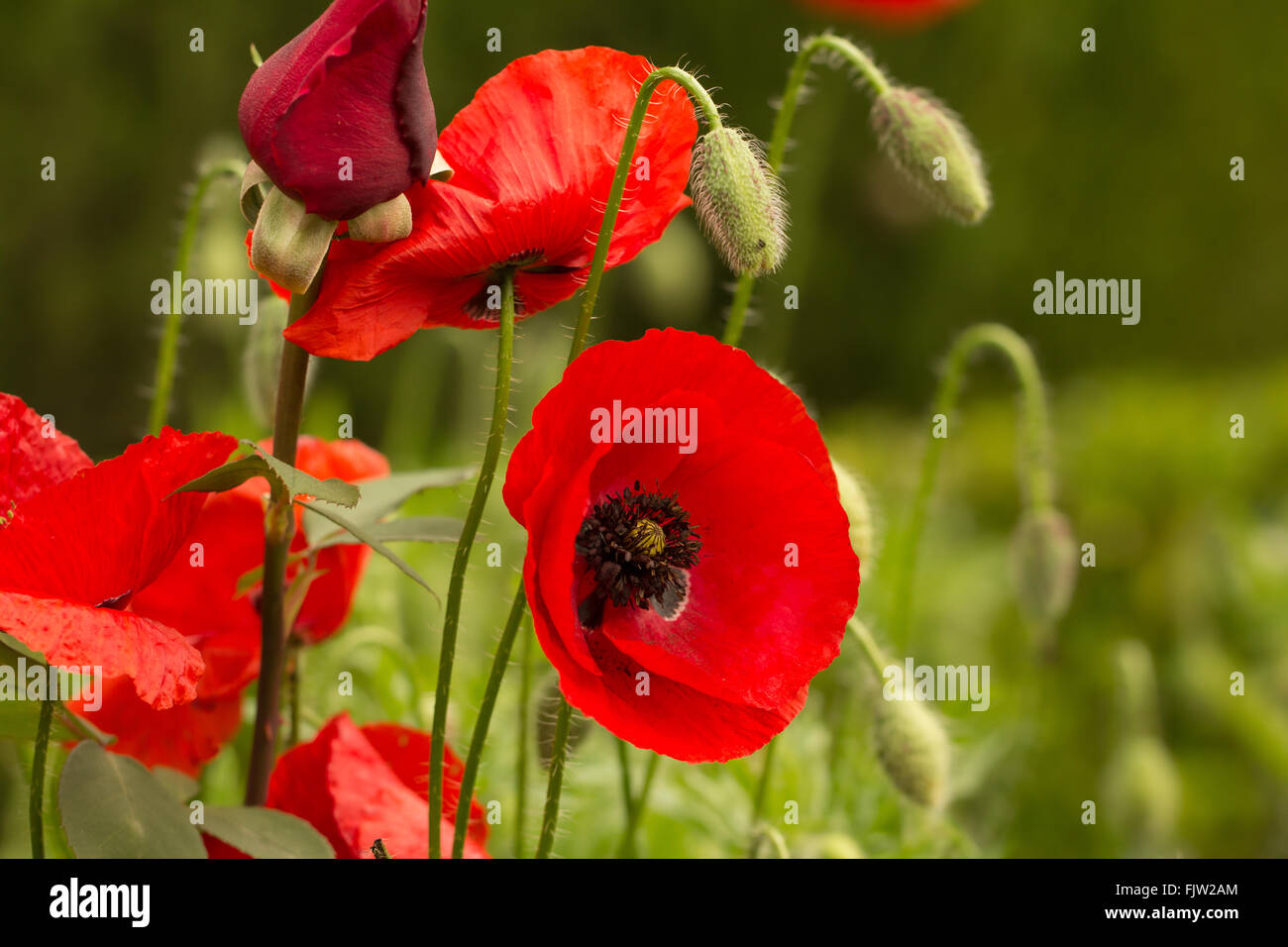 wild poppy field Stock Photo - Alamy