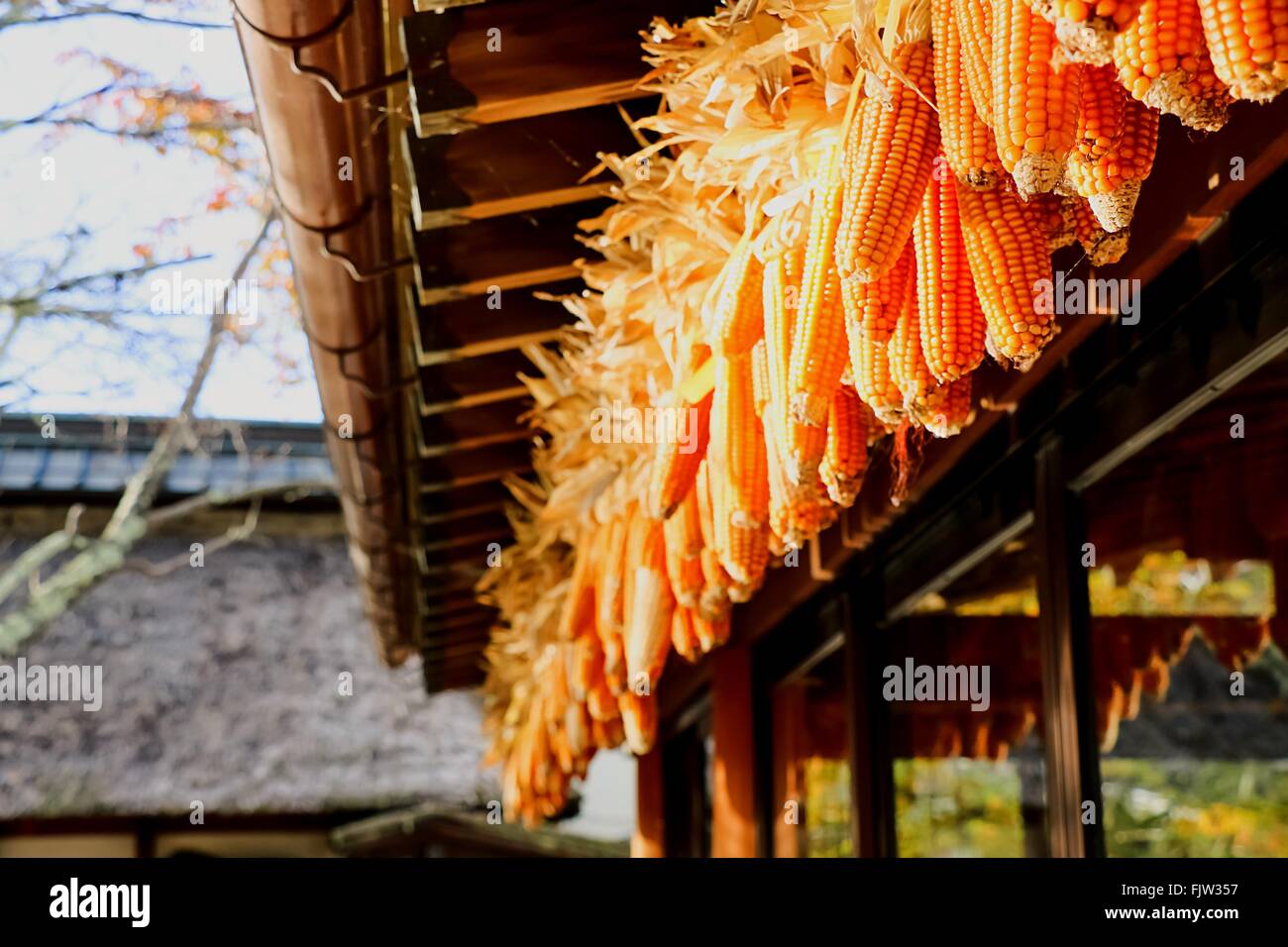 Corns hanging roof beam architecture hi-res stock photography and ...