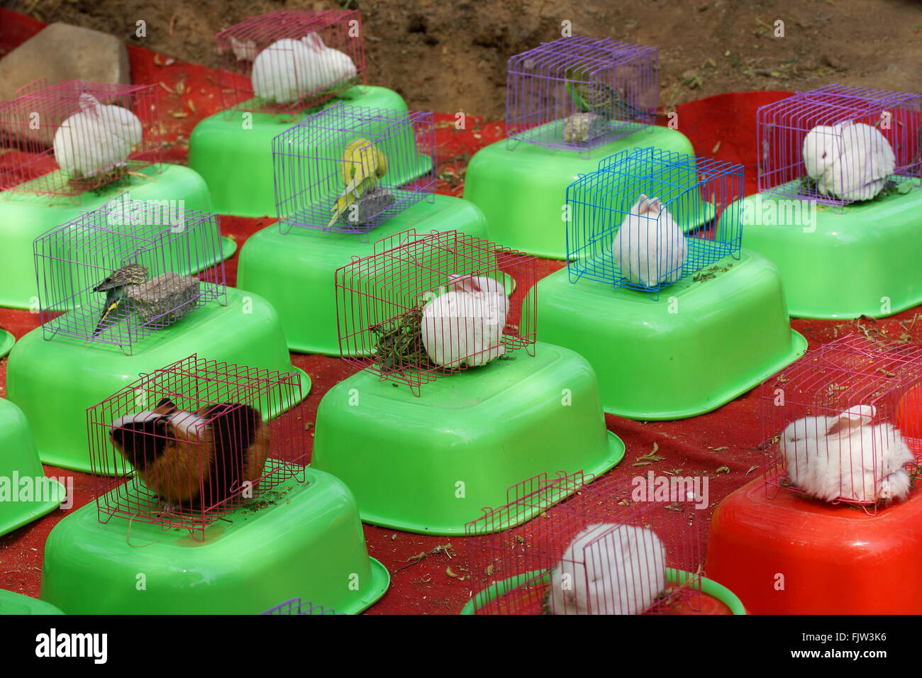 Rabbits in the cells. Animals in the cells Stock Photo - Alamy