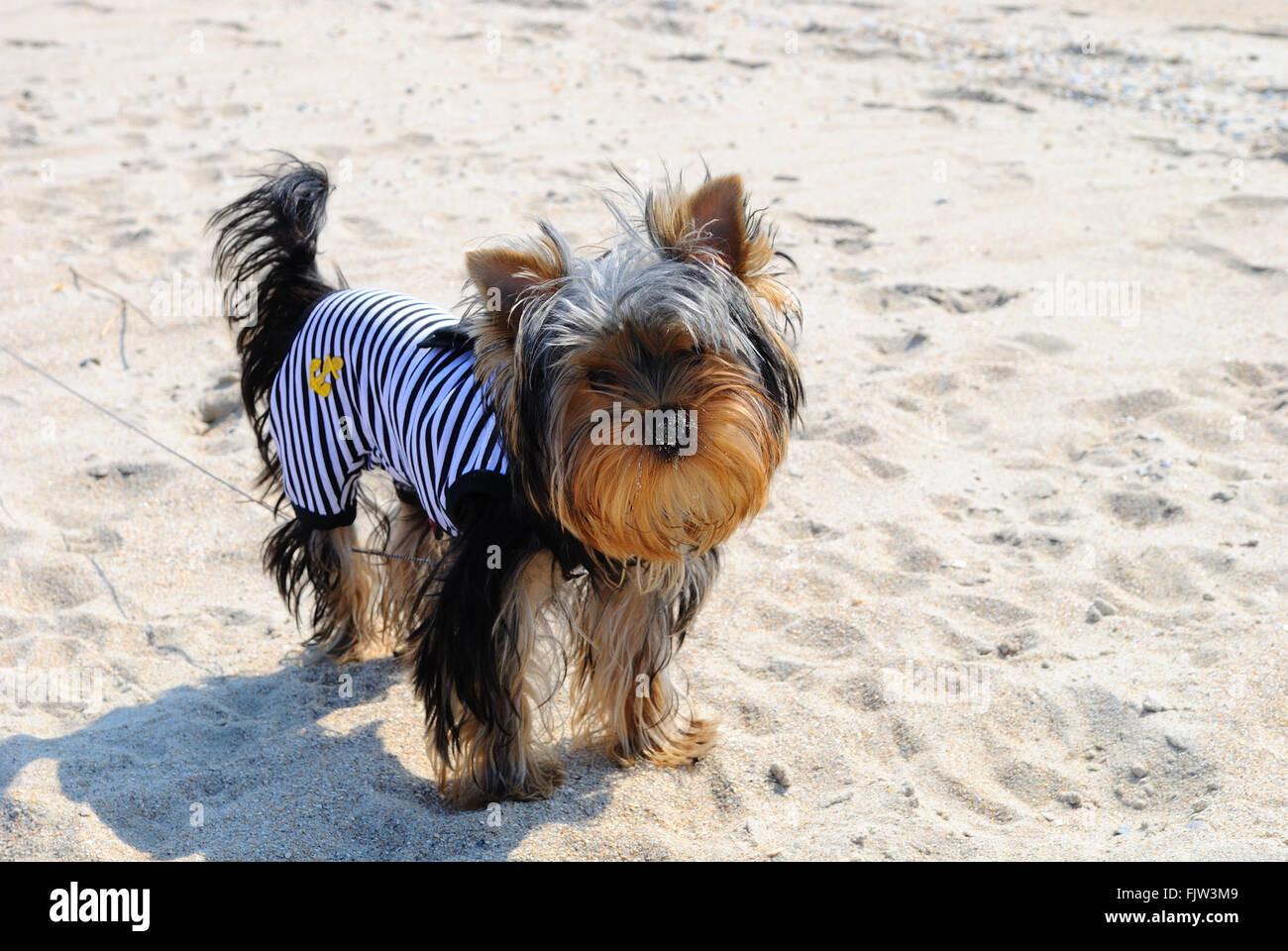 Yorkshire terrier sand beach hi-res stock photography and images - Alamy