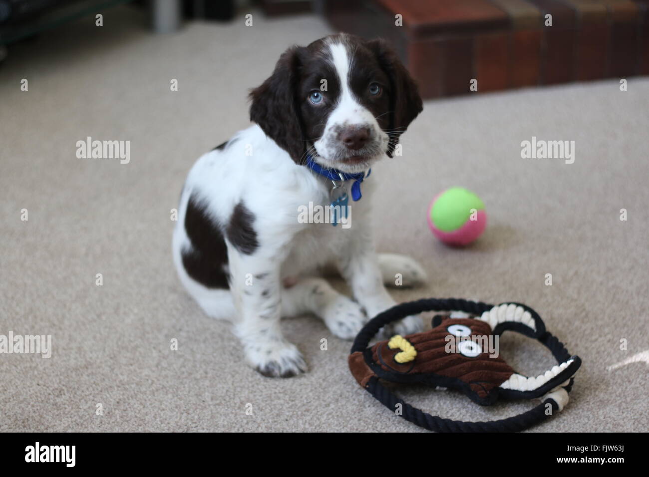 Sprocker puppy with his toy Stock Photo - Alamy