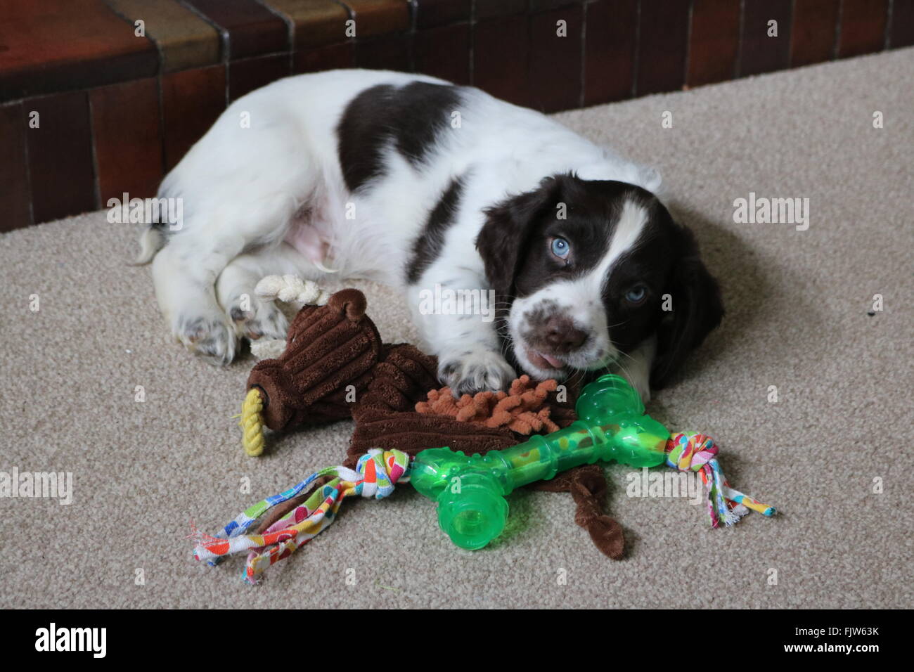 Sprocker spaniel hi-res stock photography and images - Alamy