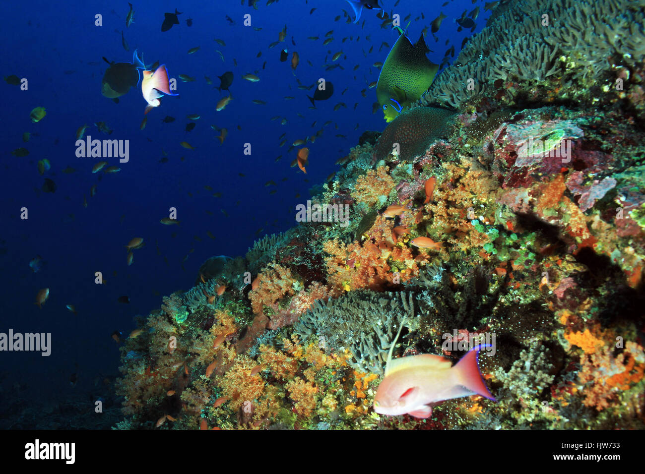 Colorful Coral Reef at Crystal Bay, Nusa Penida. Bali, Indonesia Stock ...