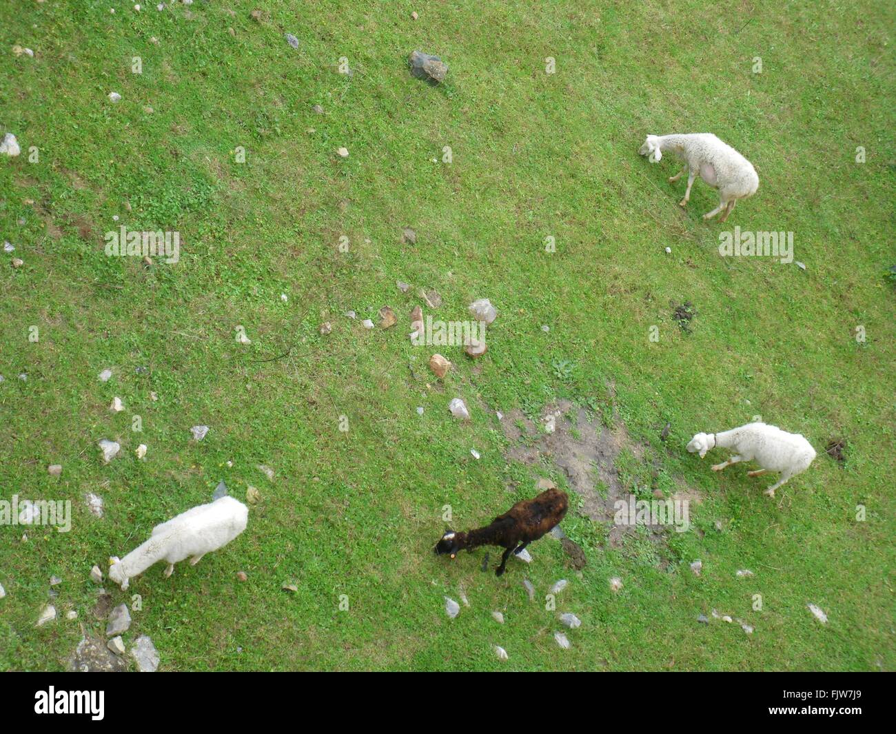 Horses In Field Stock Photo - Alamy