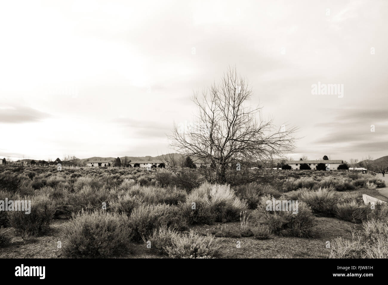 Dead bush in desert hi-res stock photography and images - Alamy