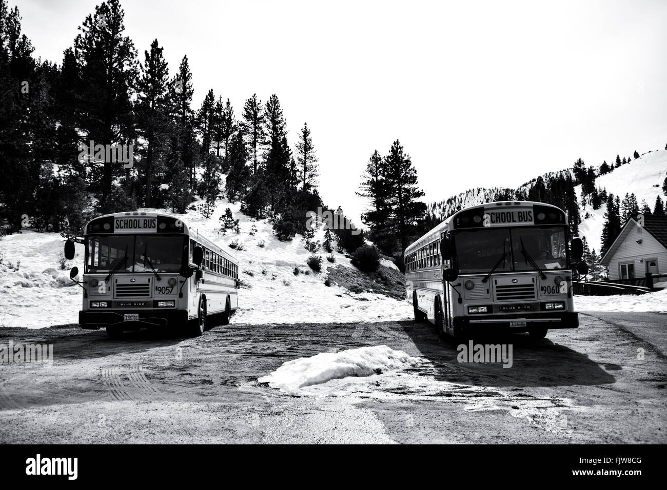 School buses on snow Stock Photo - Alamy