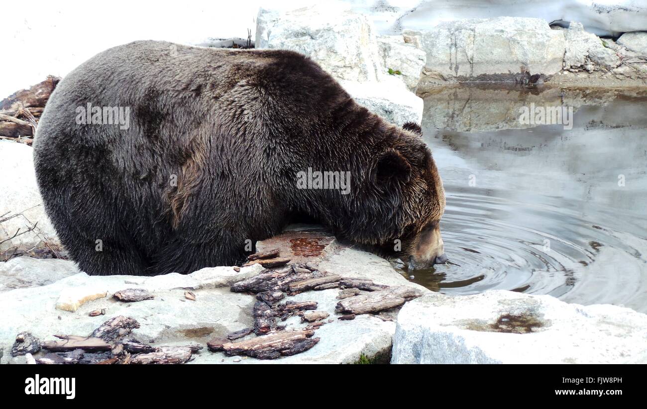 View Of An Animal Drinking Stock Photo - Alamy