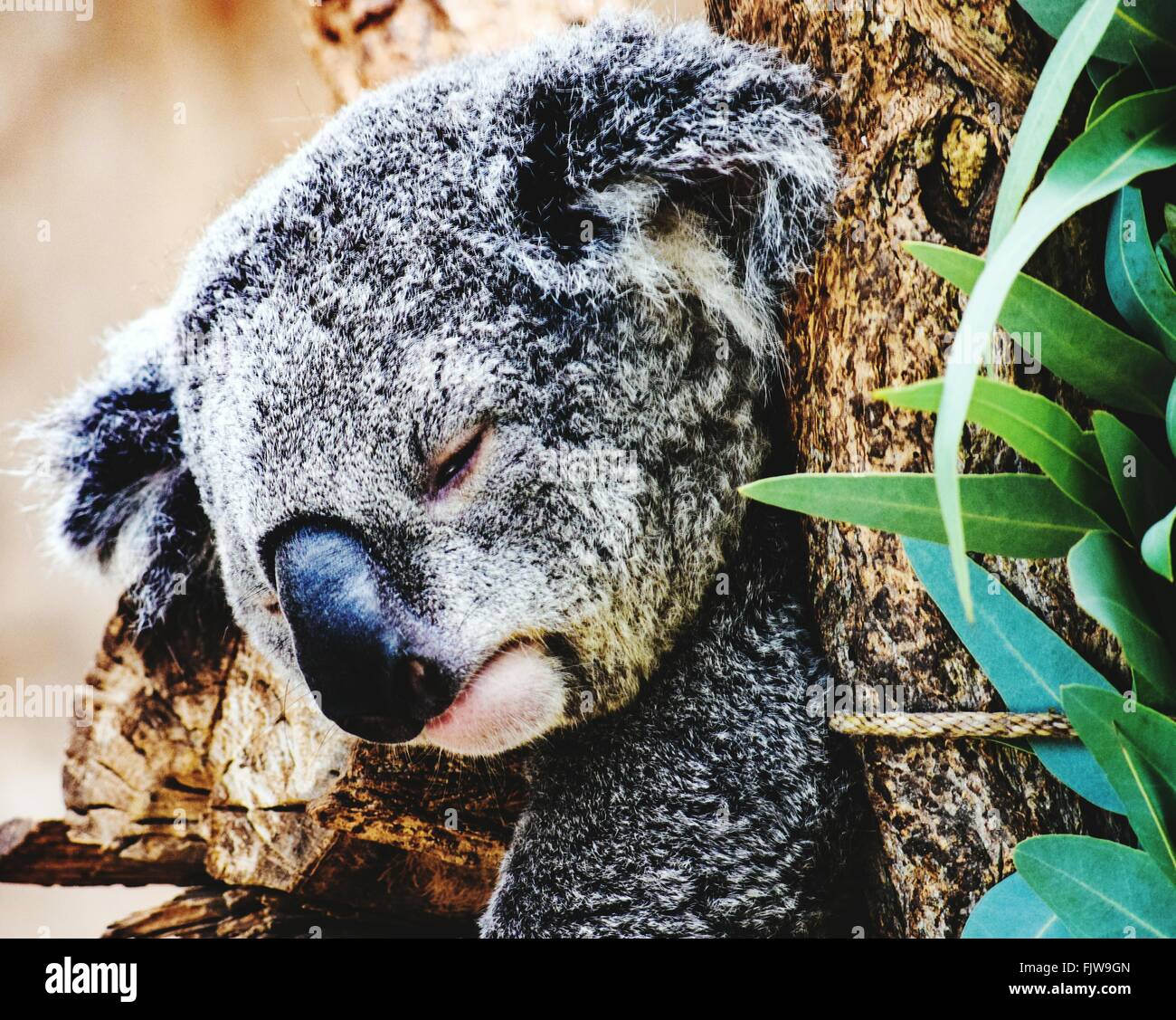 Koala bear close up hi-res stock photography and images - Alamy