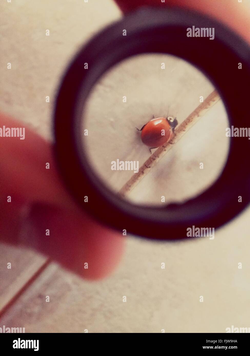 Hand holding lens bug animal wildlife hi-res stock photography and ...