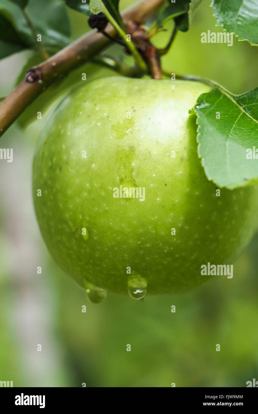Apple green hi-res stock photography and images - Alamy