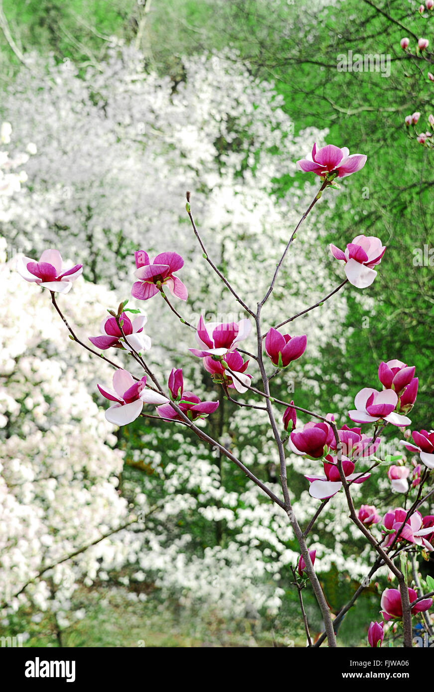 Rose grower hi-res stock photography and images - Alamy
