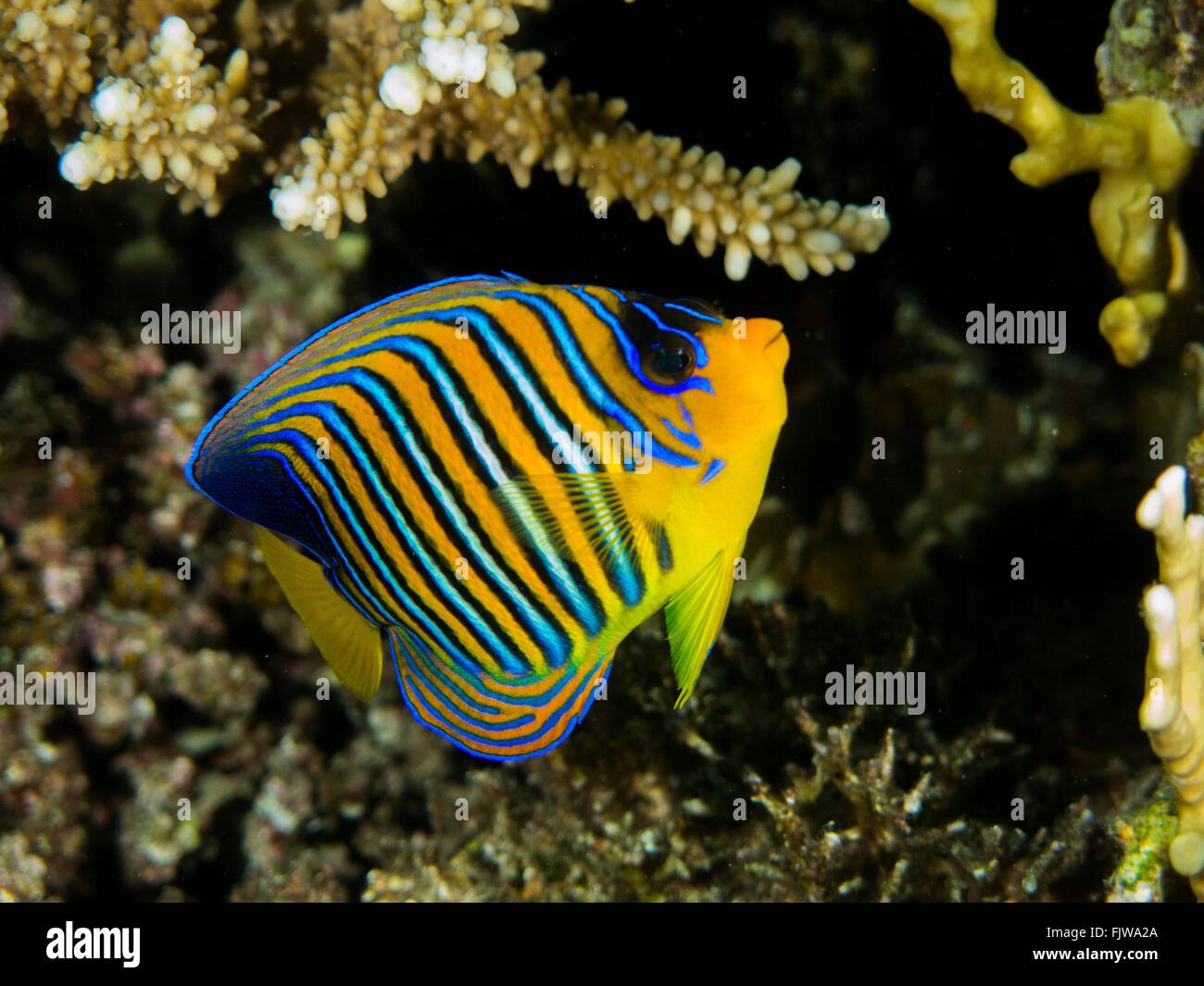 Fish underwater close up hi-res stock photography and images - Alamy