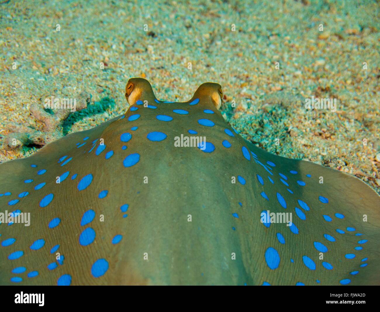 Cropped Fish Underwater Stock Photo - Alamy
